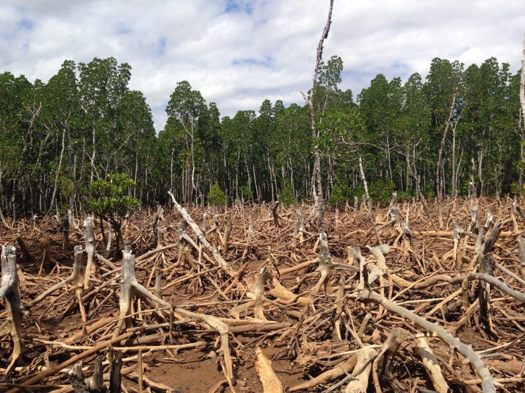 Foreste E Deforestazione SISEF ORG Foreste E Deforestazione SISEF ORG