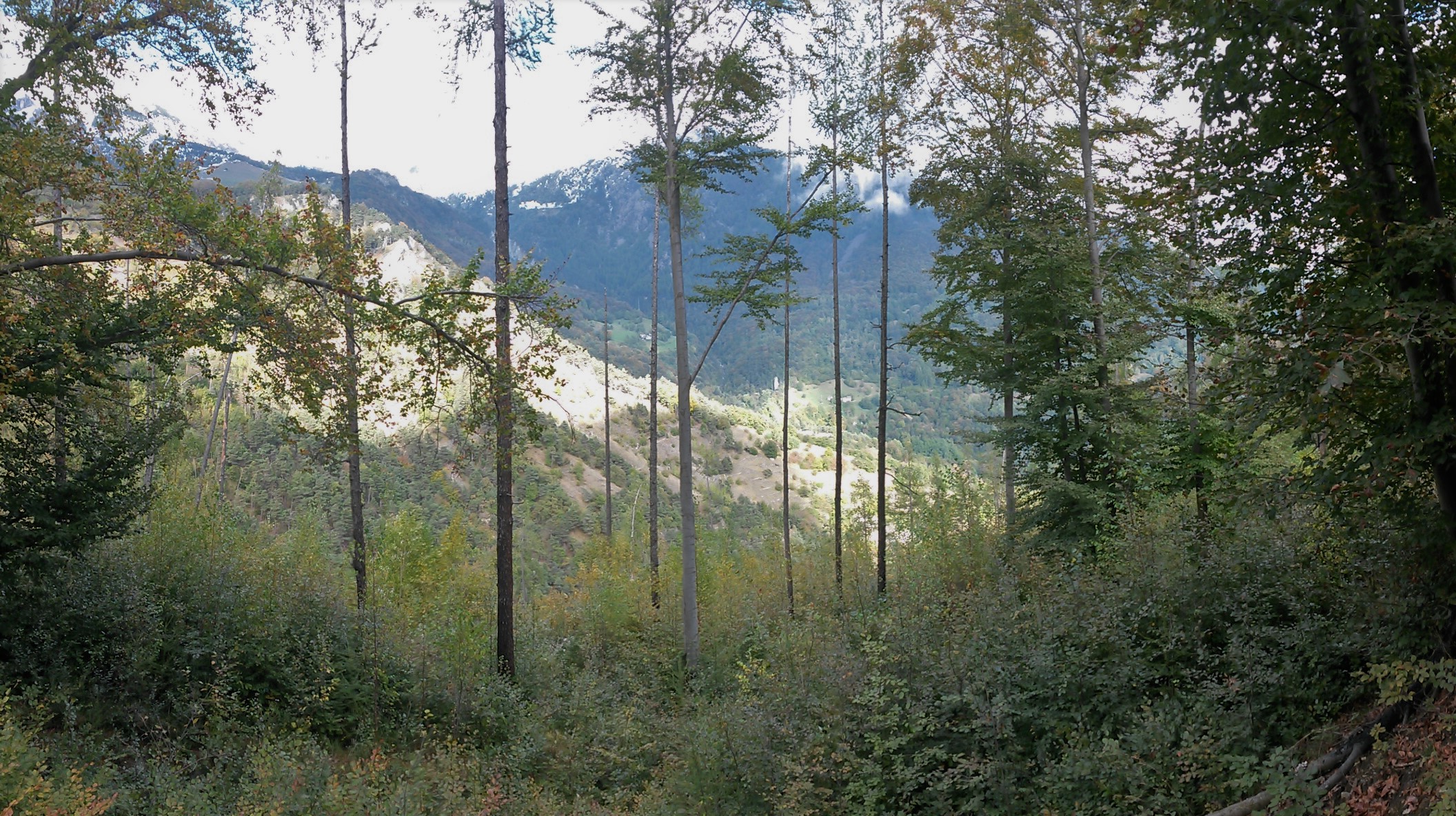 Il faggio e il fuoco | SISEF.ORG