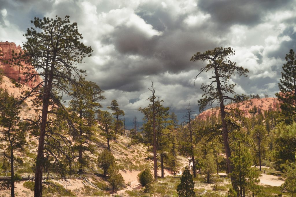 Humans Locked Down, Nature Unlocked – photo contest UNECE | SISEF.ORG