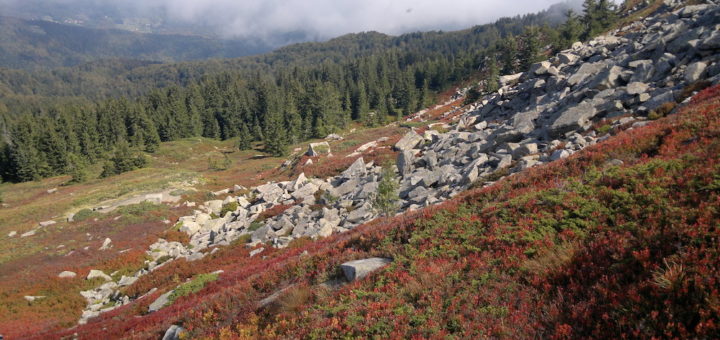 Conservare il potenziale adattativo delle foreste europee: al via il ...